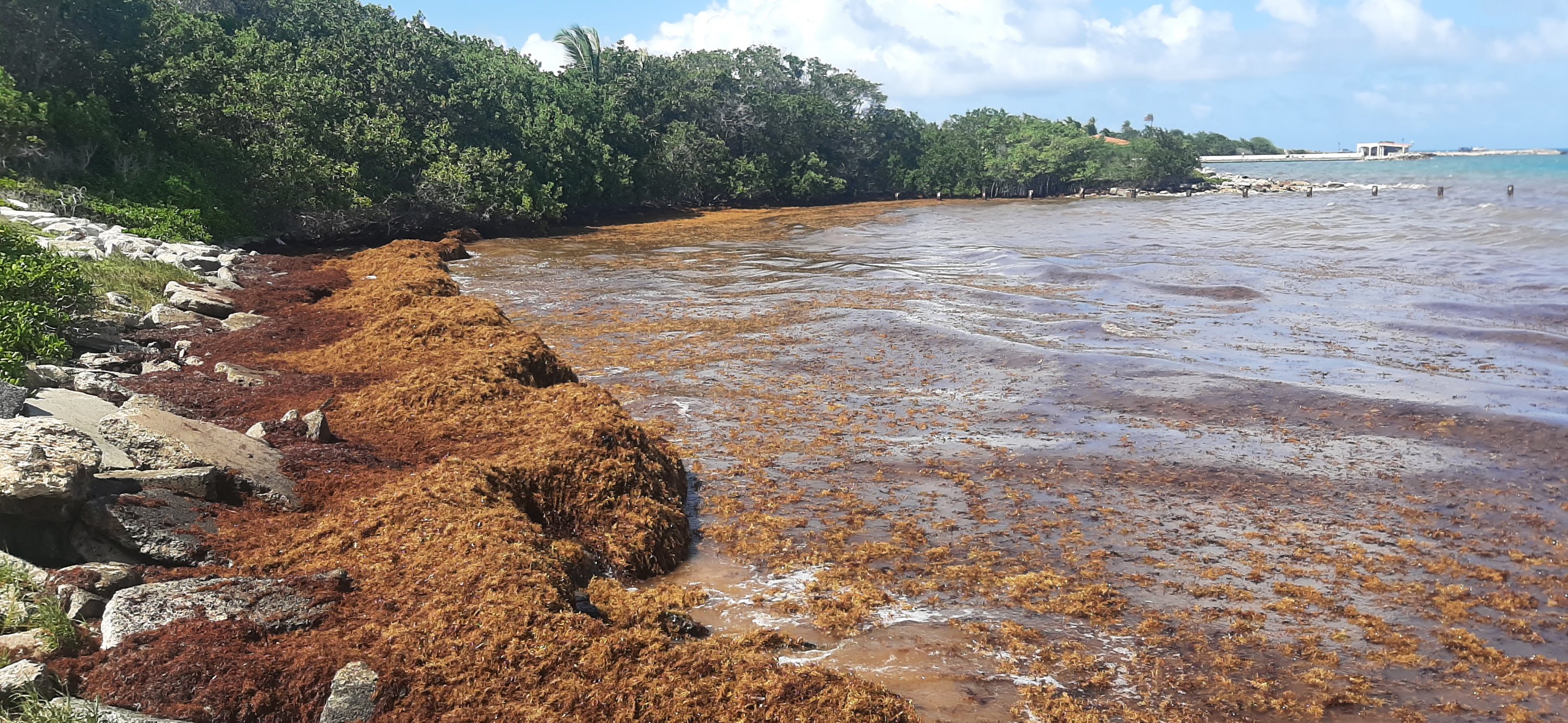 Antigua: Sargassum Seaweed Invasion – safety steps
