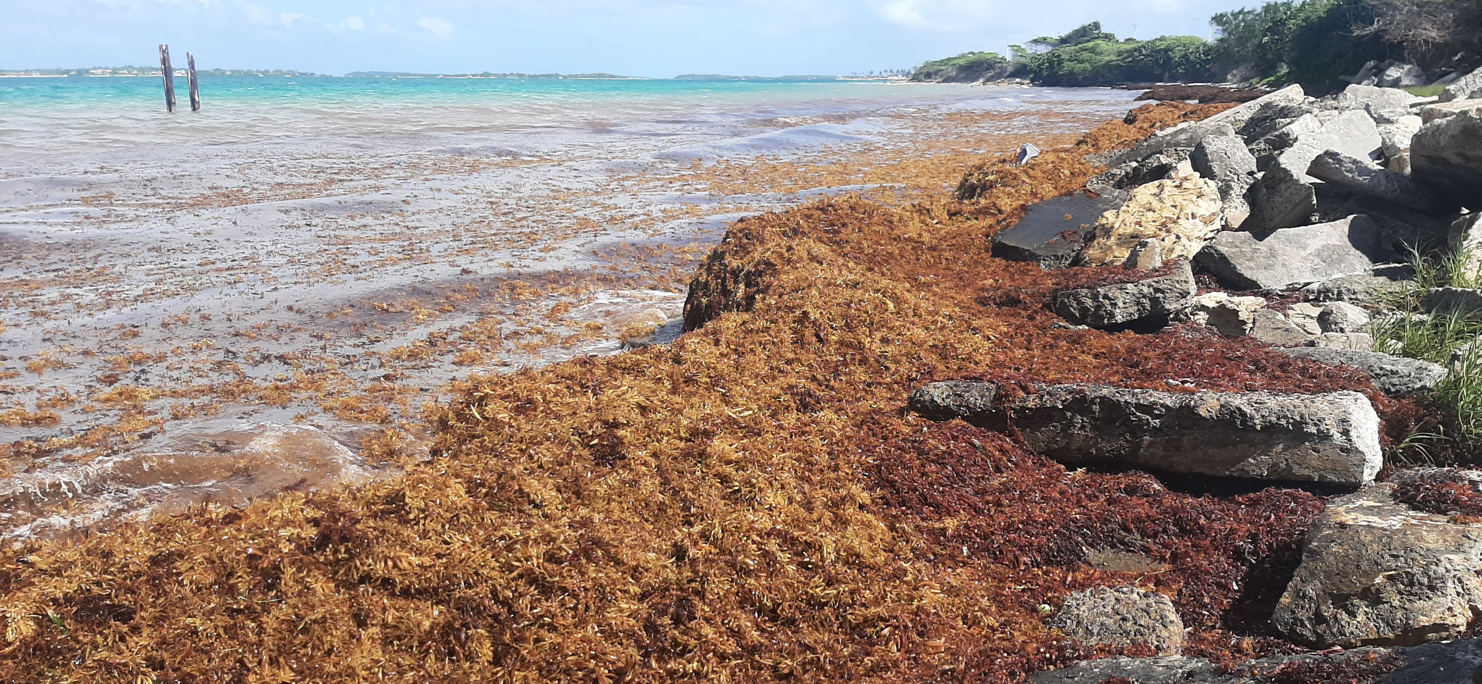 Antigua: Sargassum Seaweed Invasion – safety steps