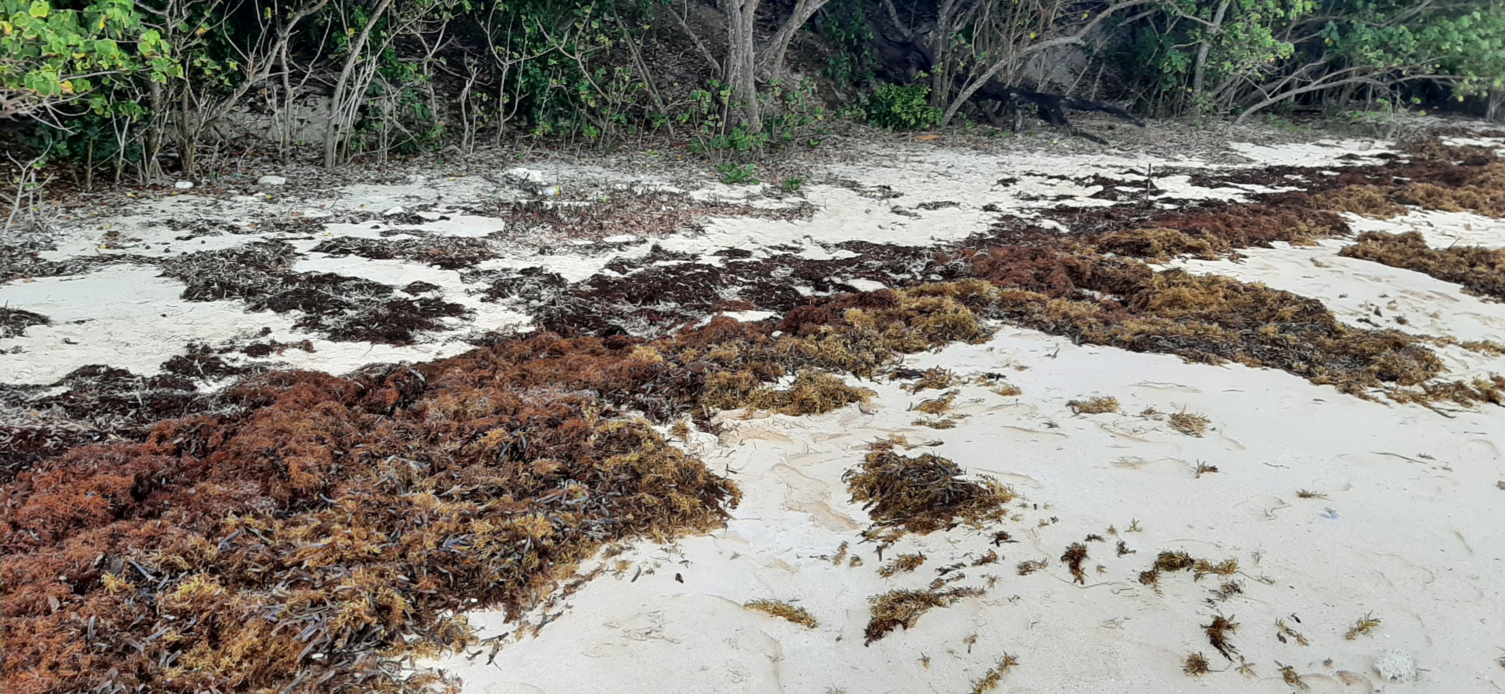 Antigua: Sargassum Seaweed Invasion – safety steps