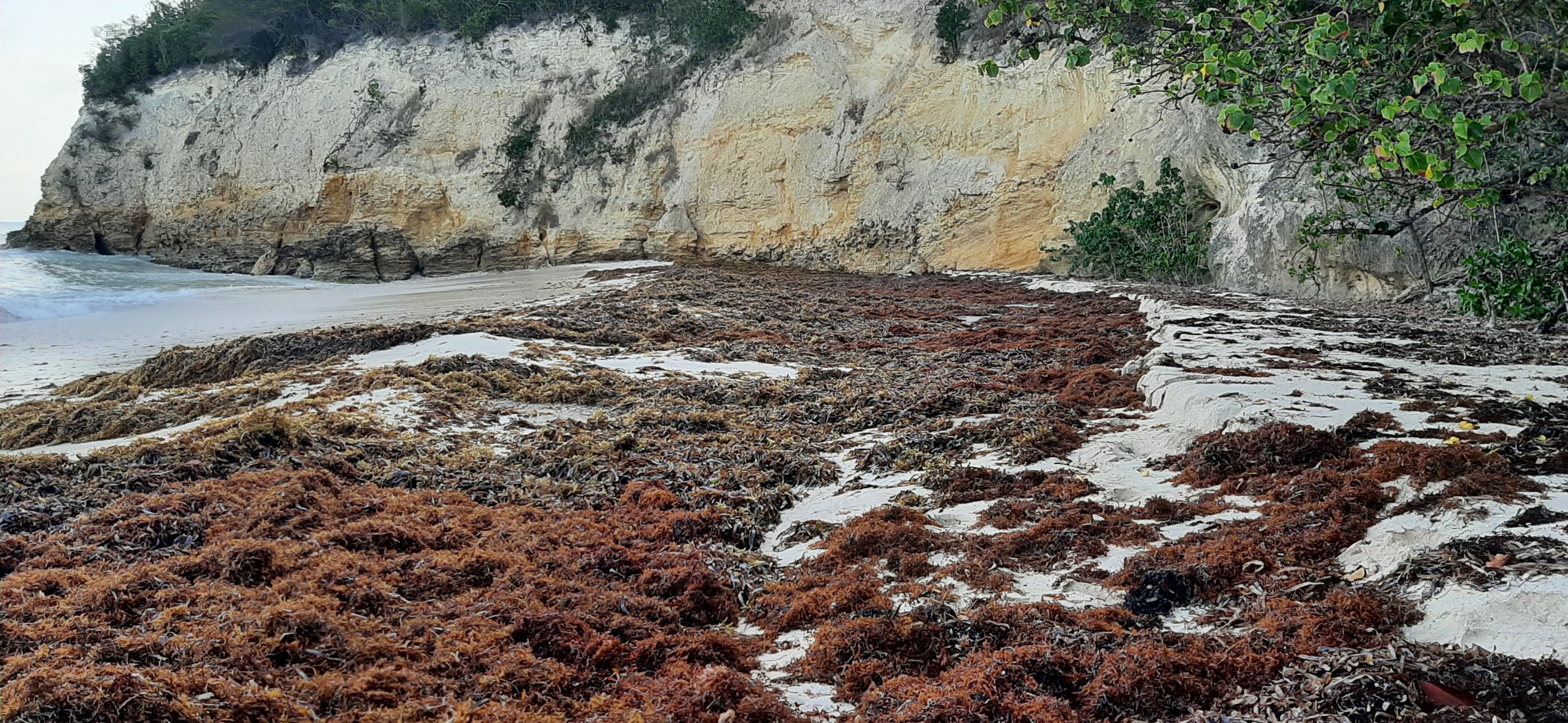 Antigua: Sargassum Seaweed Invasion – safety steps