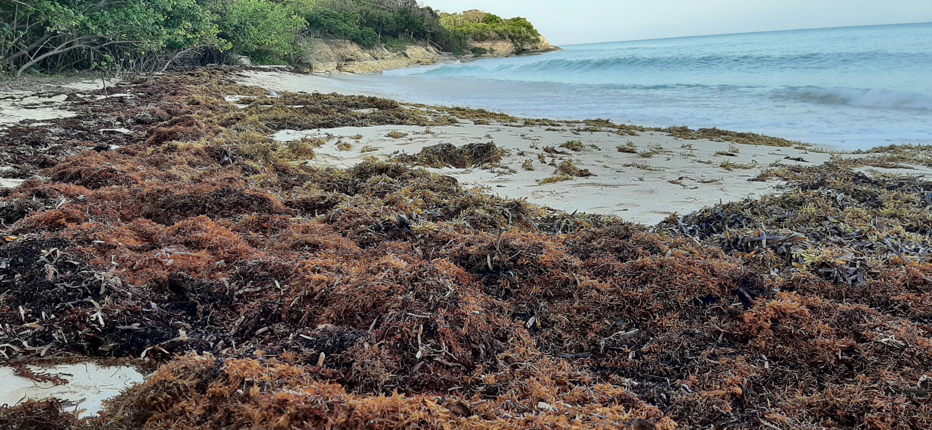 Antigua: Sargassum Seaweed Invasion – safety steps