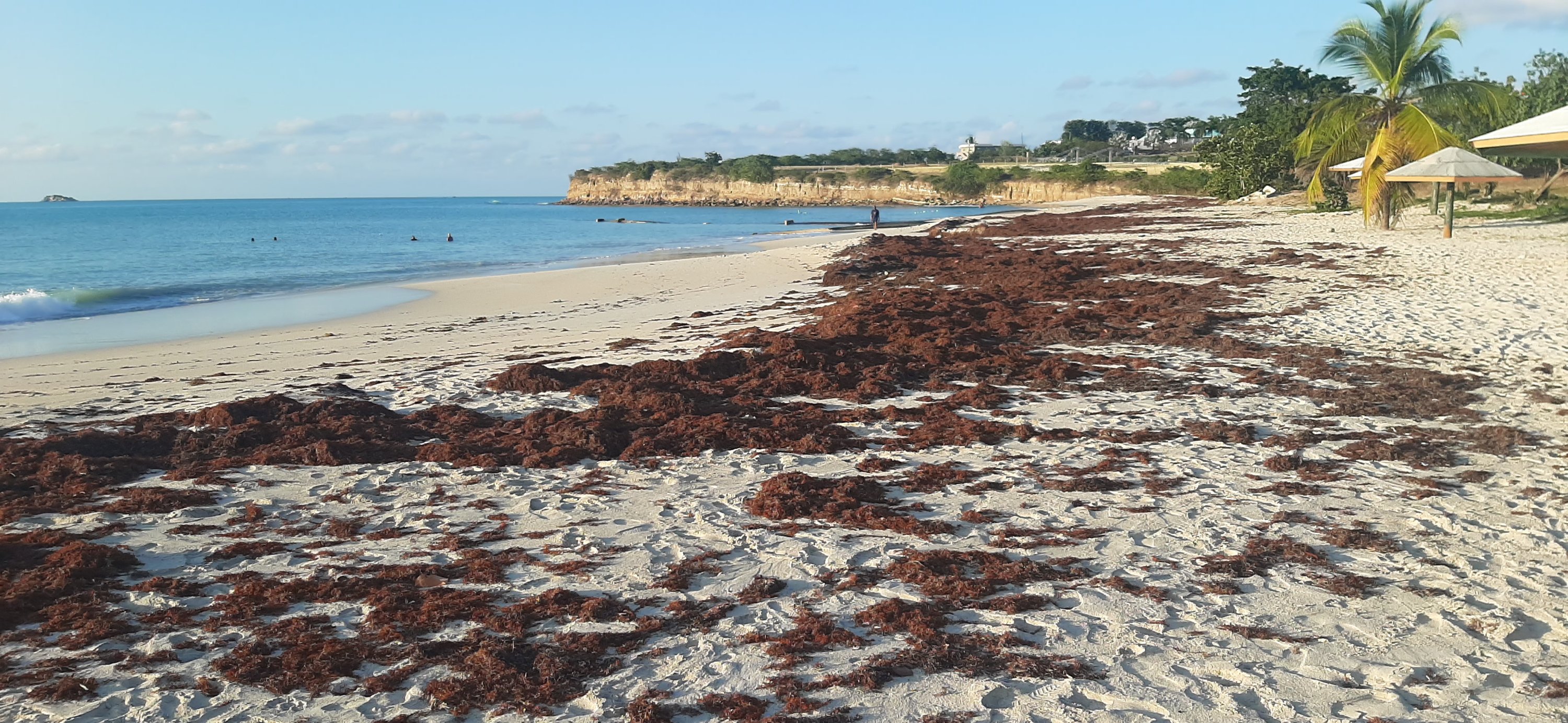 Antigua: Sargassum Seaweed Invasion – safety steps