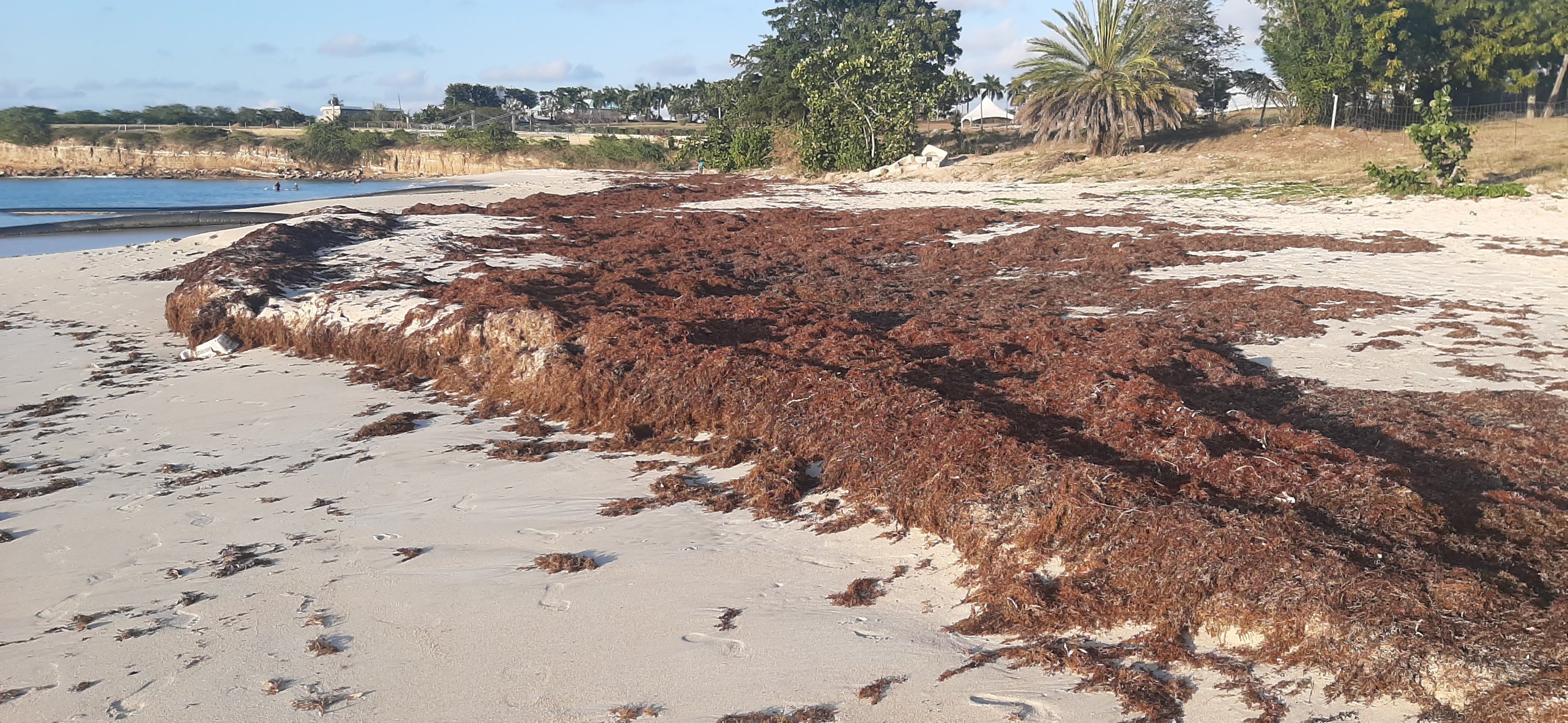 Antigua: Sargassum Seaweed Invasion – safety steps